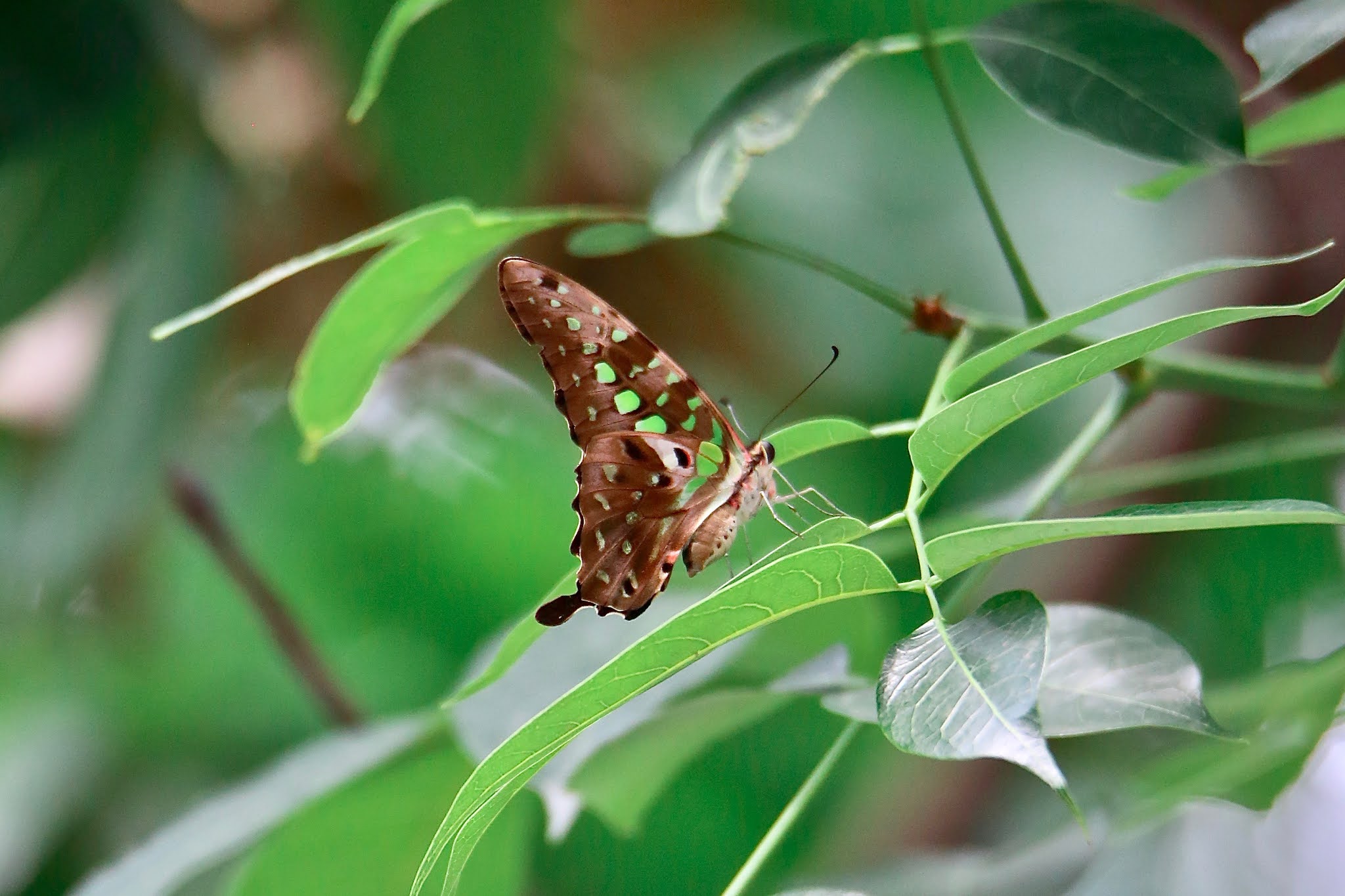 Tailed Jay Butterflies