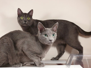 Les chats: Le Bleu Russe