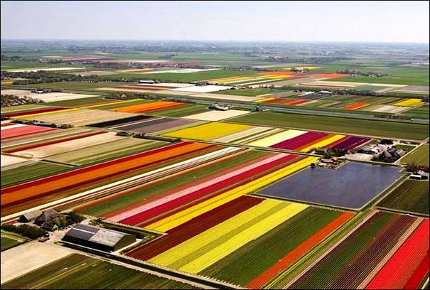 The Beauty of Nature: Flower farms in the Netherlands