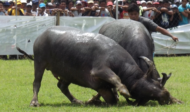 mybeautifulILOILO: San Joaquin Municipal Fiesta Highlights Pasungay