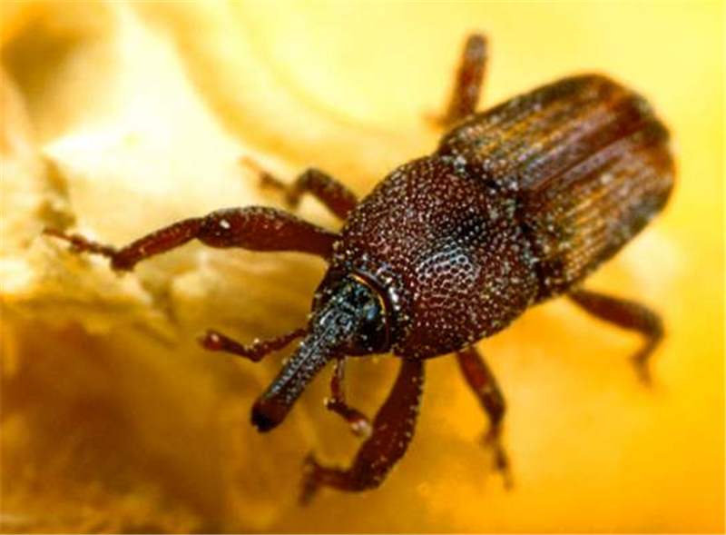 October 2012 - Insects Morphology