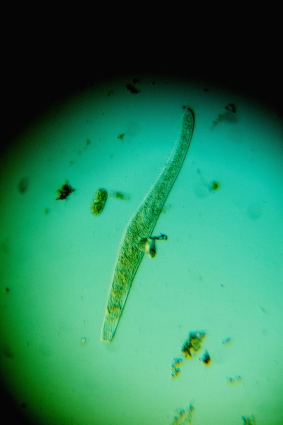 Materi Protista dan Fungi (Jamur) (Rangkuman SBMPTN) - Omah Jenius