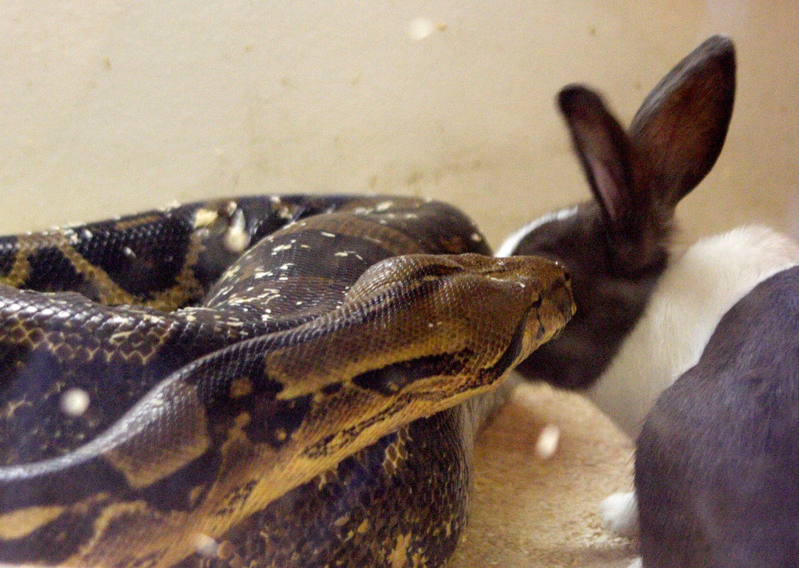 artbeco: Lessons from big snakes and little bunnies