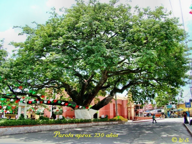 Historia de la región limítrofe Sur Morelos y Puebla: ☆Las parotas de ...