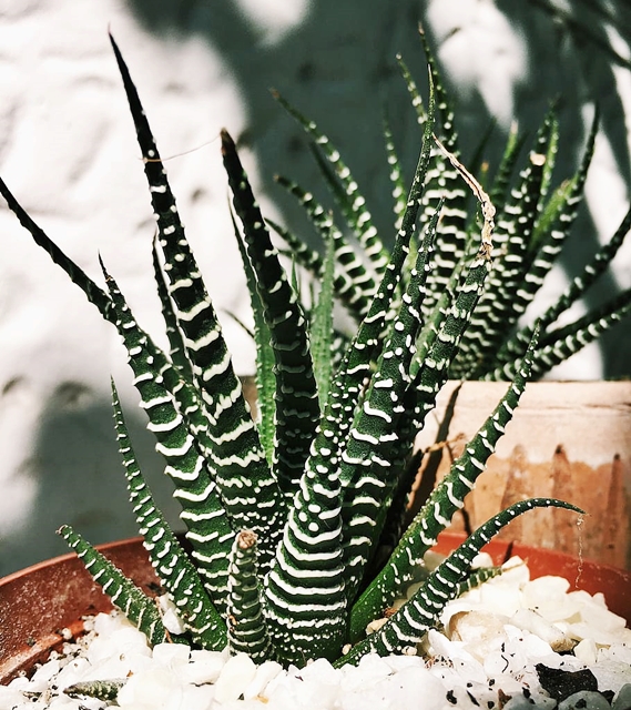 Hawórtia Attenuata (Planta Zebra) - Cantinho verde - horta e jardim