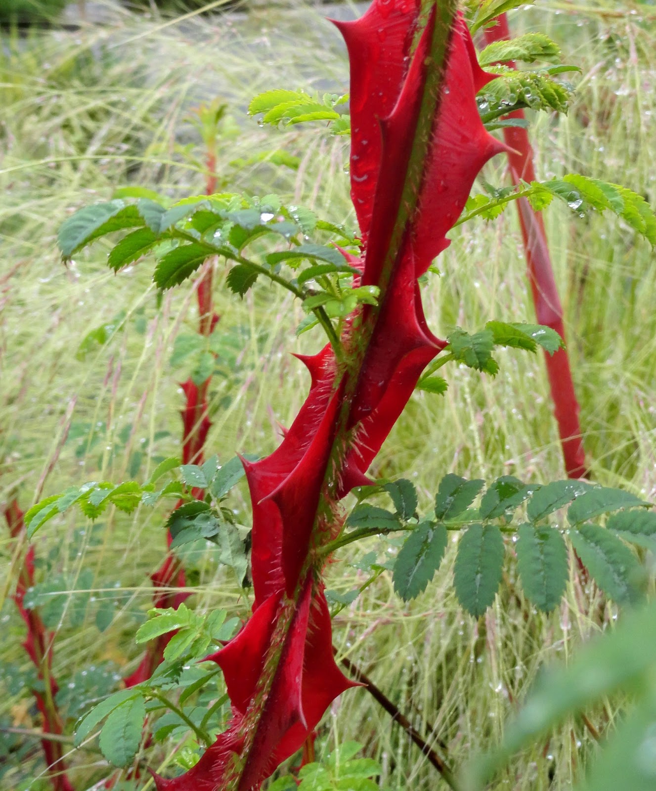 danger garden: Wingthorn Rose; my favorite plant in the garden this week…