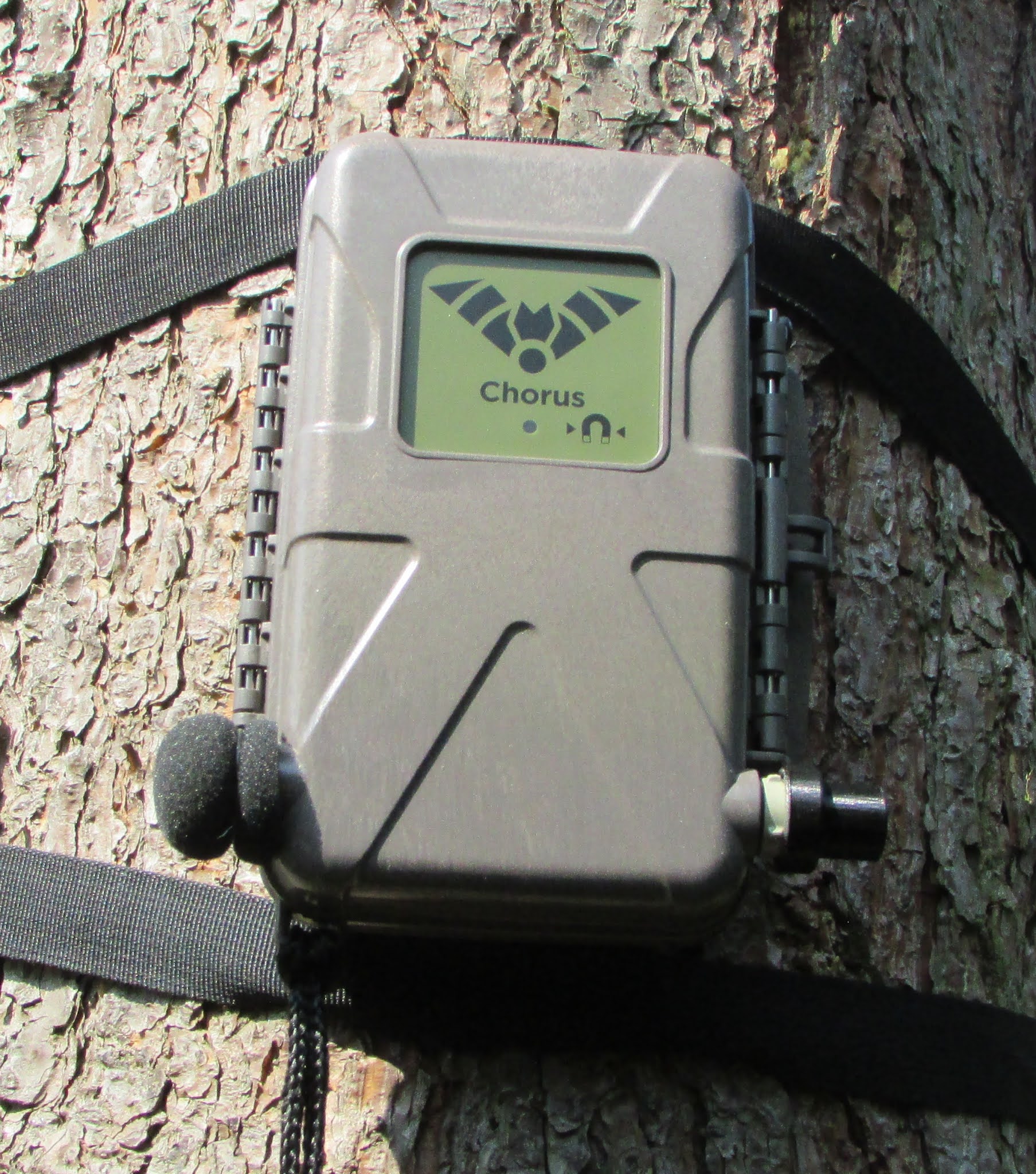 David's Bat Blog: The forthcoming Anabat Chorus - first impressions