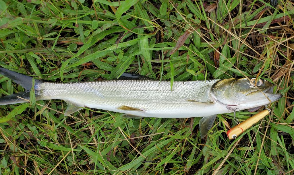 Mosquito Lagoon & Indian River Fishing: Ladyfish In The Shallows