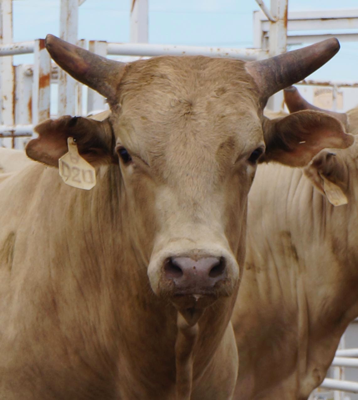 Ginger Wilson: Cow Gelli prints