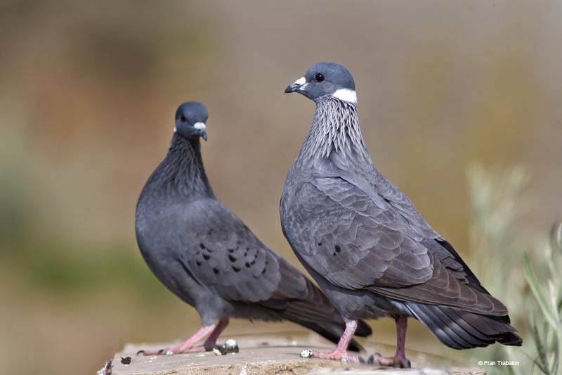 ZAGROS NATURE IMAGES: White-collared Pigeon