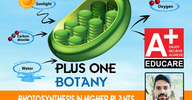 Aplus Blog: PLUS ONE BOTANY-PHOTOSYNTHESIS IN HIGHER PLANTS