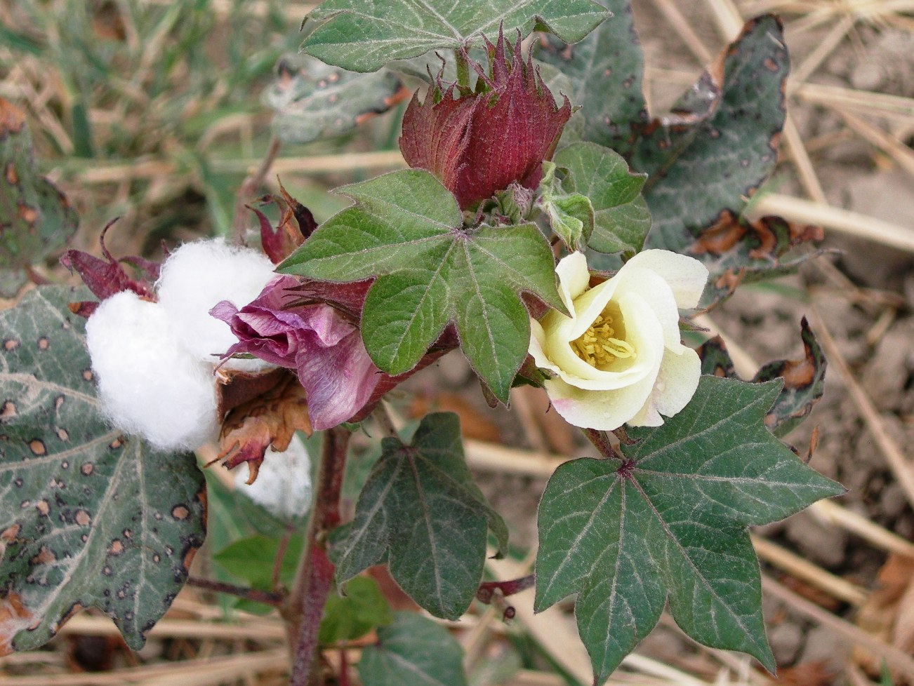 Dünya ve Türkiye'de Pamuk Standartları | KumasBilgi.com