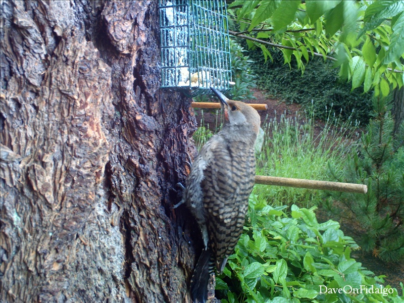 Baby Pictures: Northern Flicker
