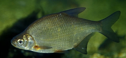 PESCARUL SINGURATIC: Batca