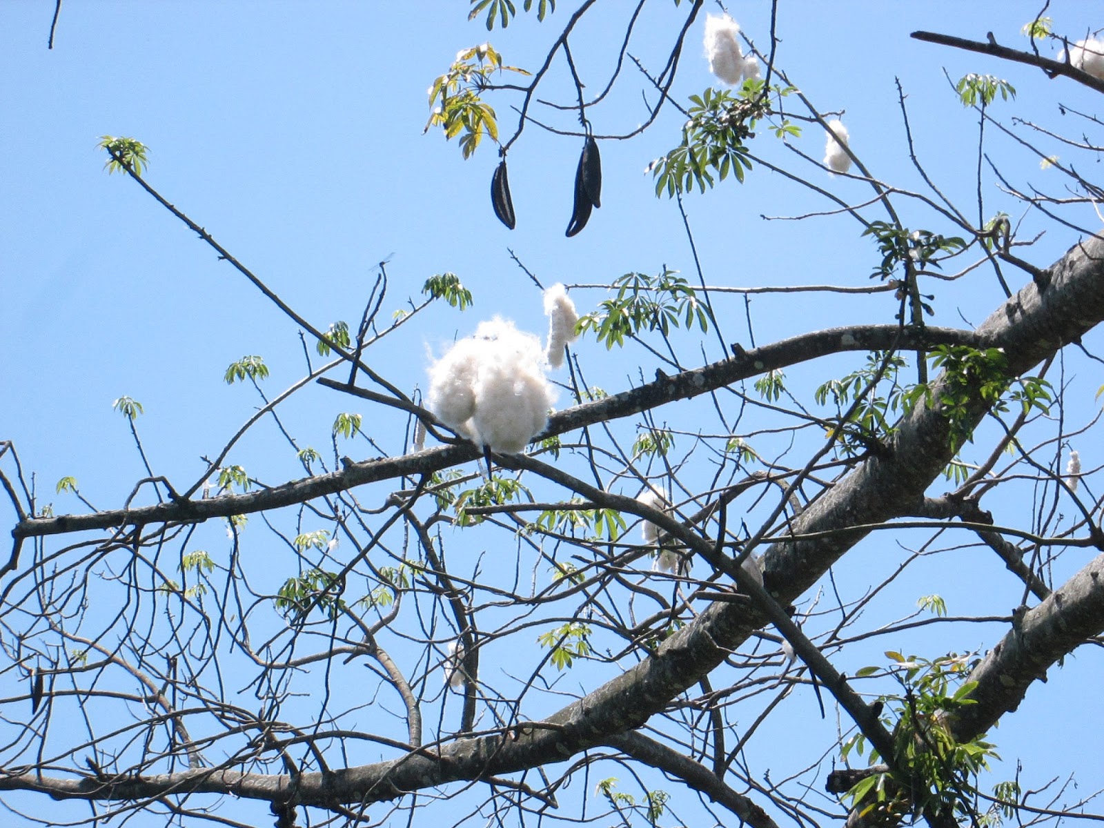 HomeSewingDesign: pokok kekabu