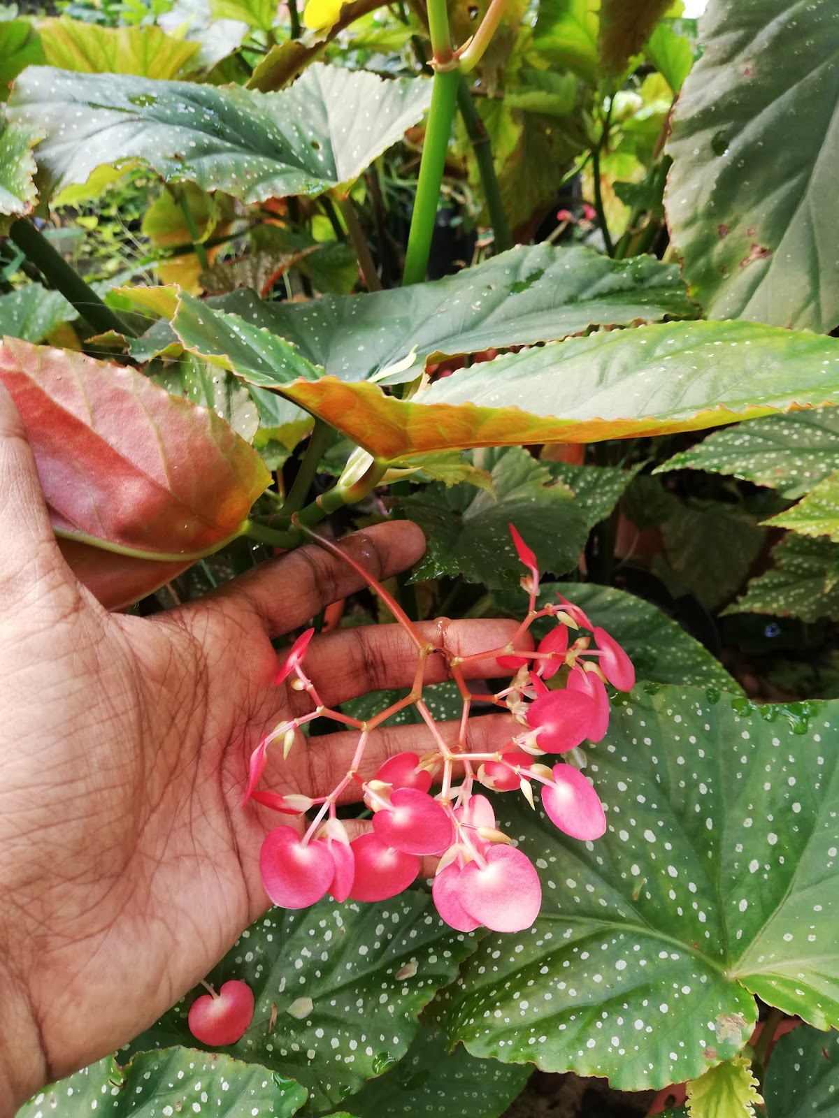 Garden Chronicles of James David: Cane Begonia - Lucerna