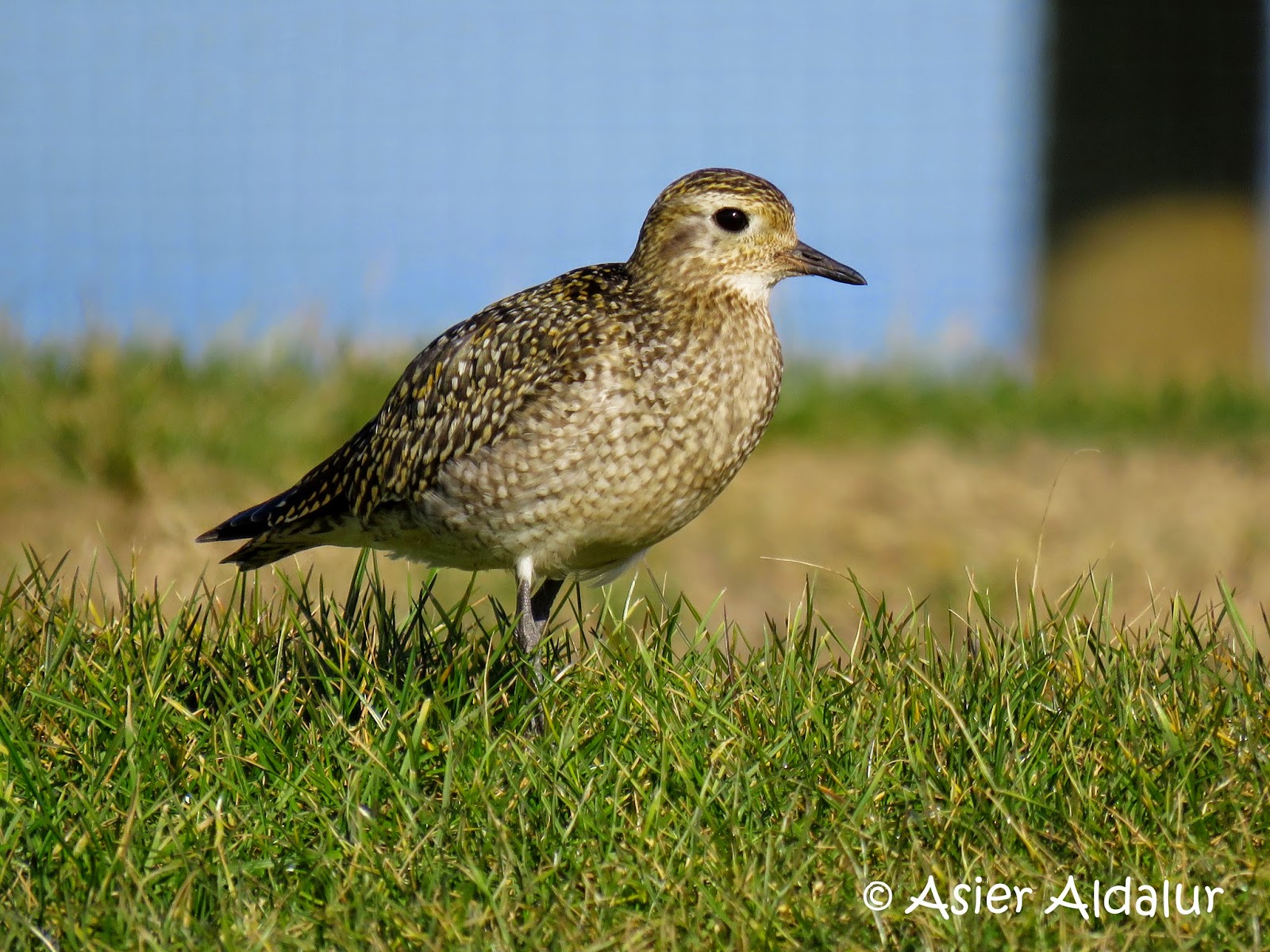 Iñurritza biotopoa: Urre txirri arrunta, Ihi txoriak, Txepetxa, Antzara ...