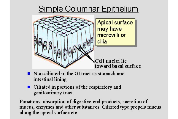 Simple Columnar Epithelial Tissue Diagram World Of Reference