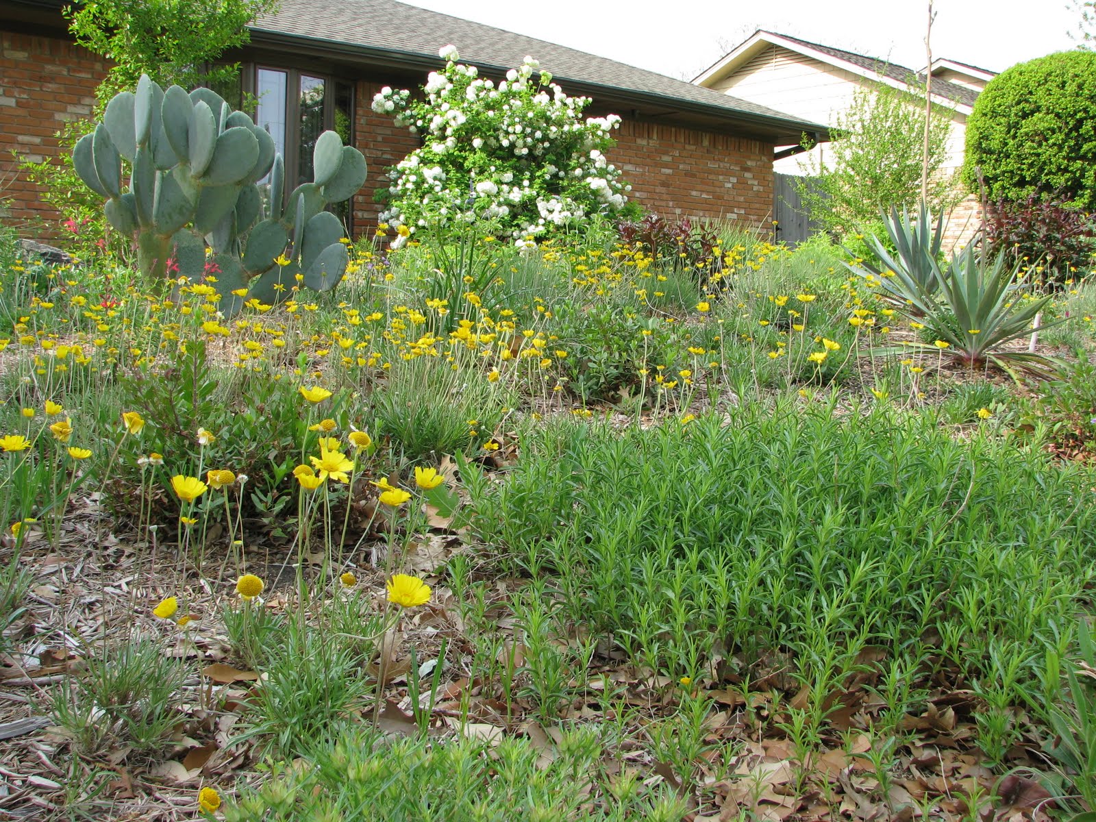 Plano Prairie Garden: Spring Flowers on the Prairie