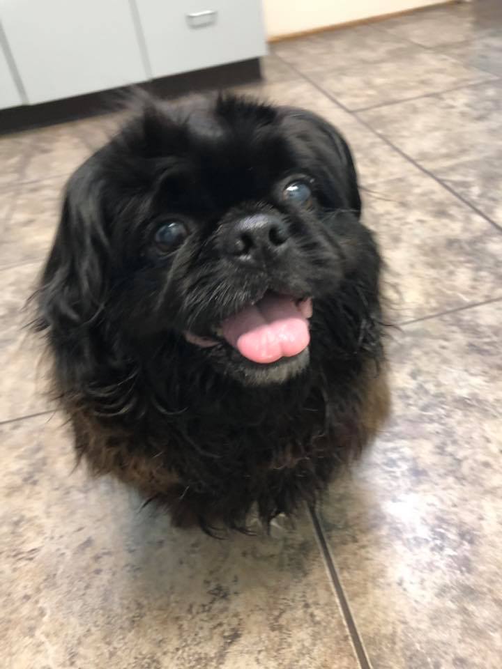 Must Love Pekes: TRIBBLE--SWEET BOY