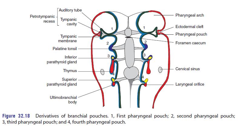 embryology l Oral histology and biology MCQs for dental students ...