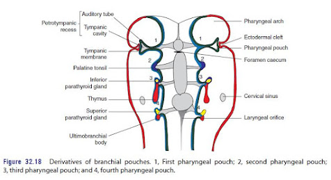 embryology l Oral histology and biology MCQs for dental students ...