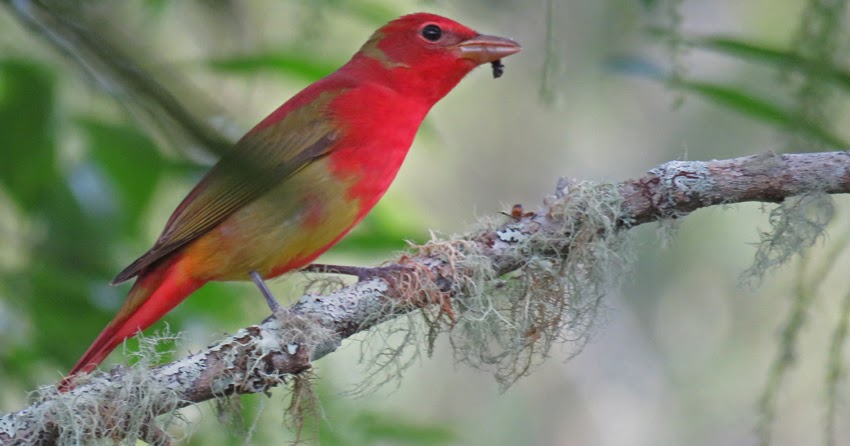 Life, Birding, Photos and Everything: Tantalizing Tanagers