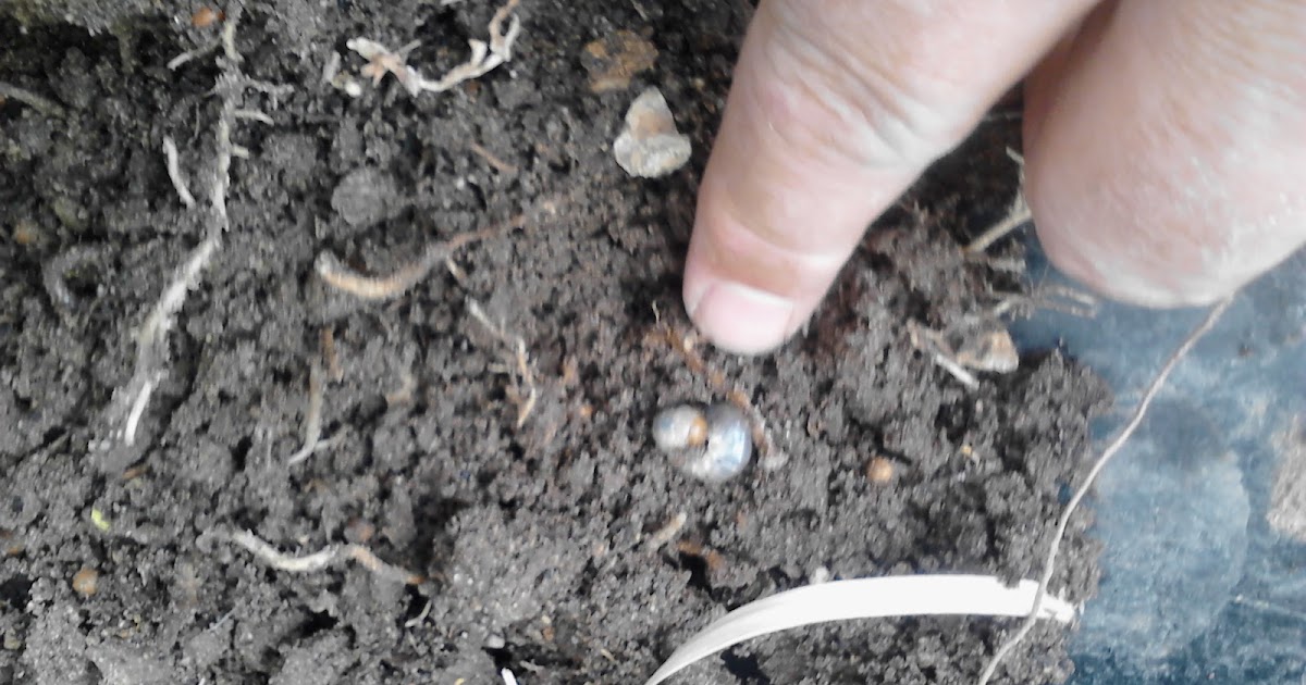 Xtremehorticulture of the Desert: Grubs and Improved Landscapes Go Hand ...