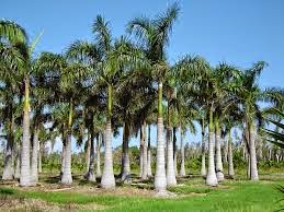 Pashudhan and Animal Science : Palm tree – Symbol of victory, peace and ...