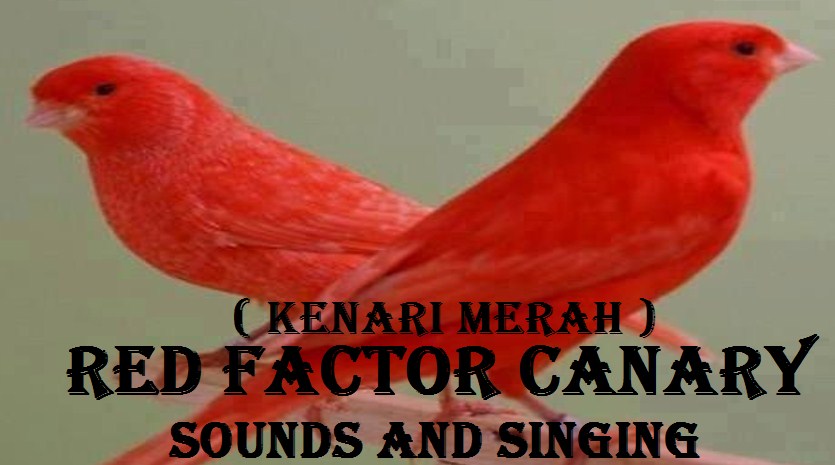 Jenis dan Gambar Burung kenari di seluruh Indonesia - Arsil Swimm ...