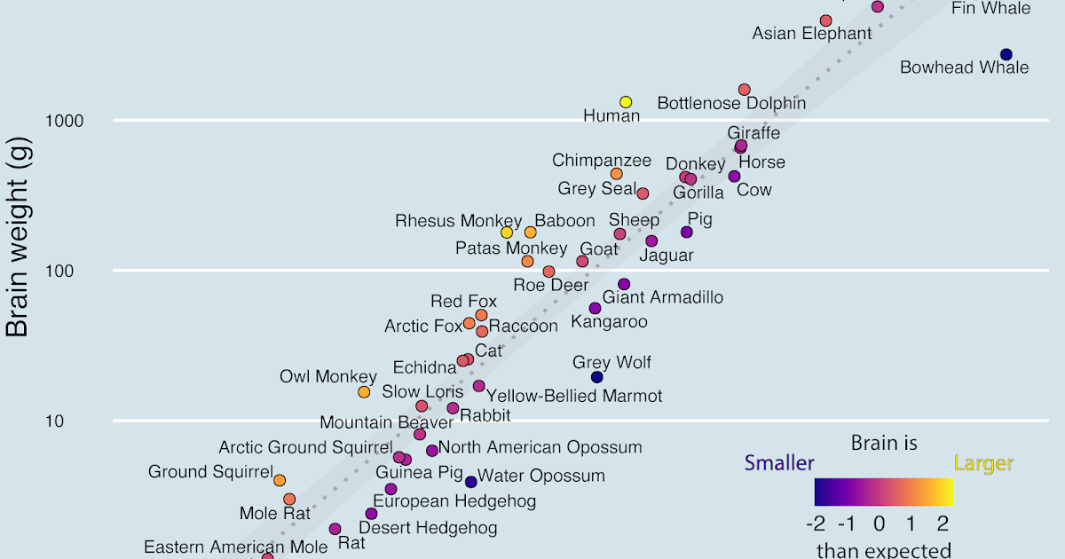 Brain size vs. body weight of various animals and humans visualized