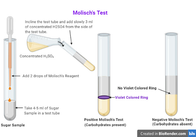 Molisch's Test- Definition, Principle, Procedure, Result, Uses