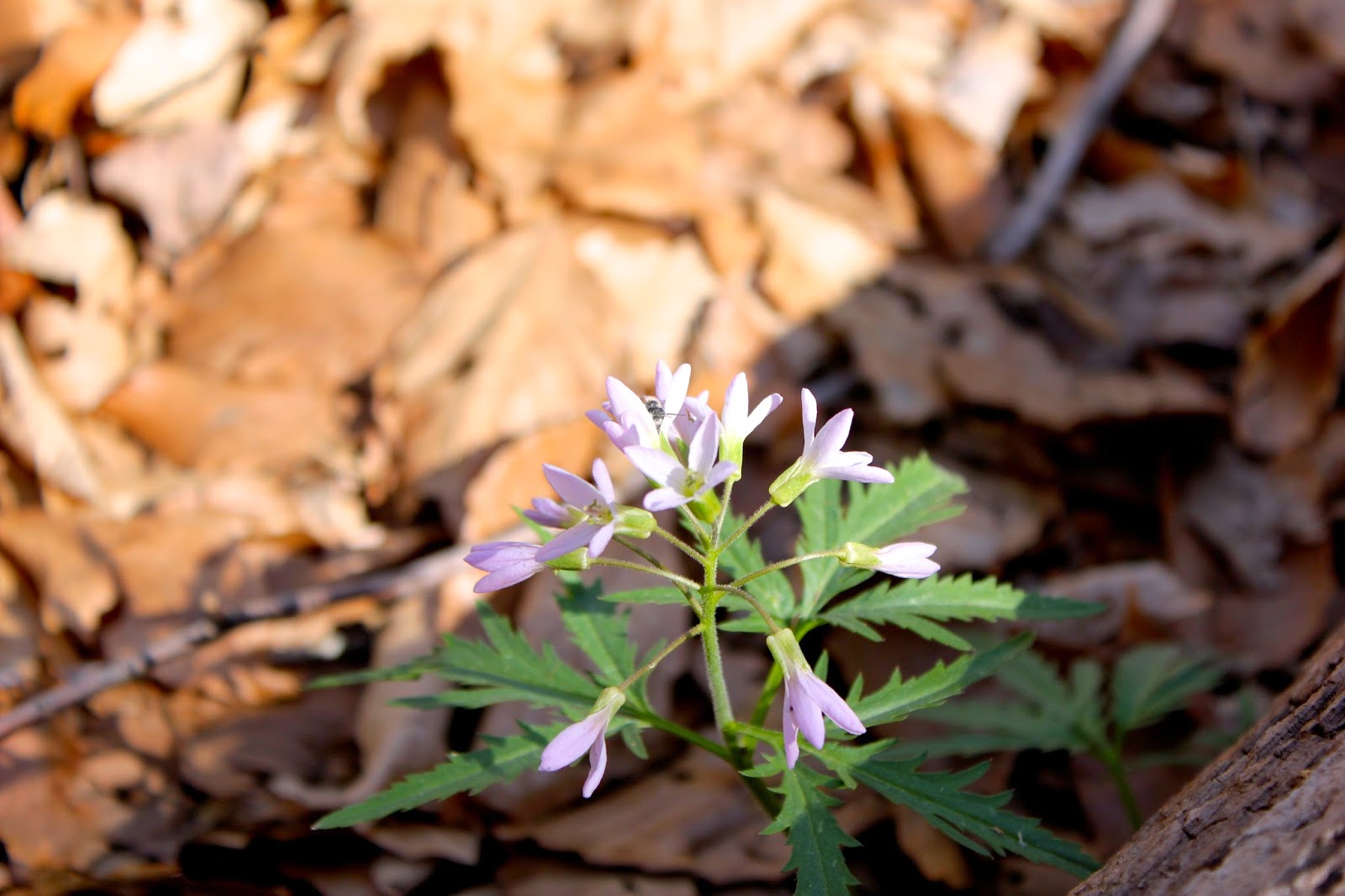 In and Out of My Garden: Early Bluebells at Riverbend