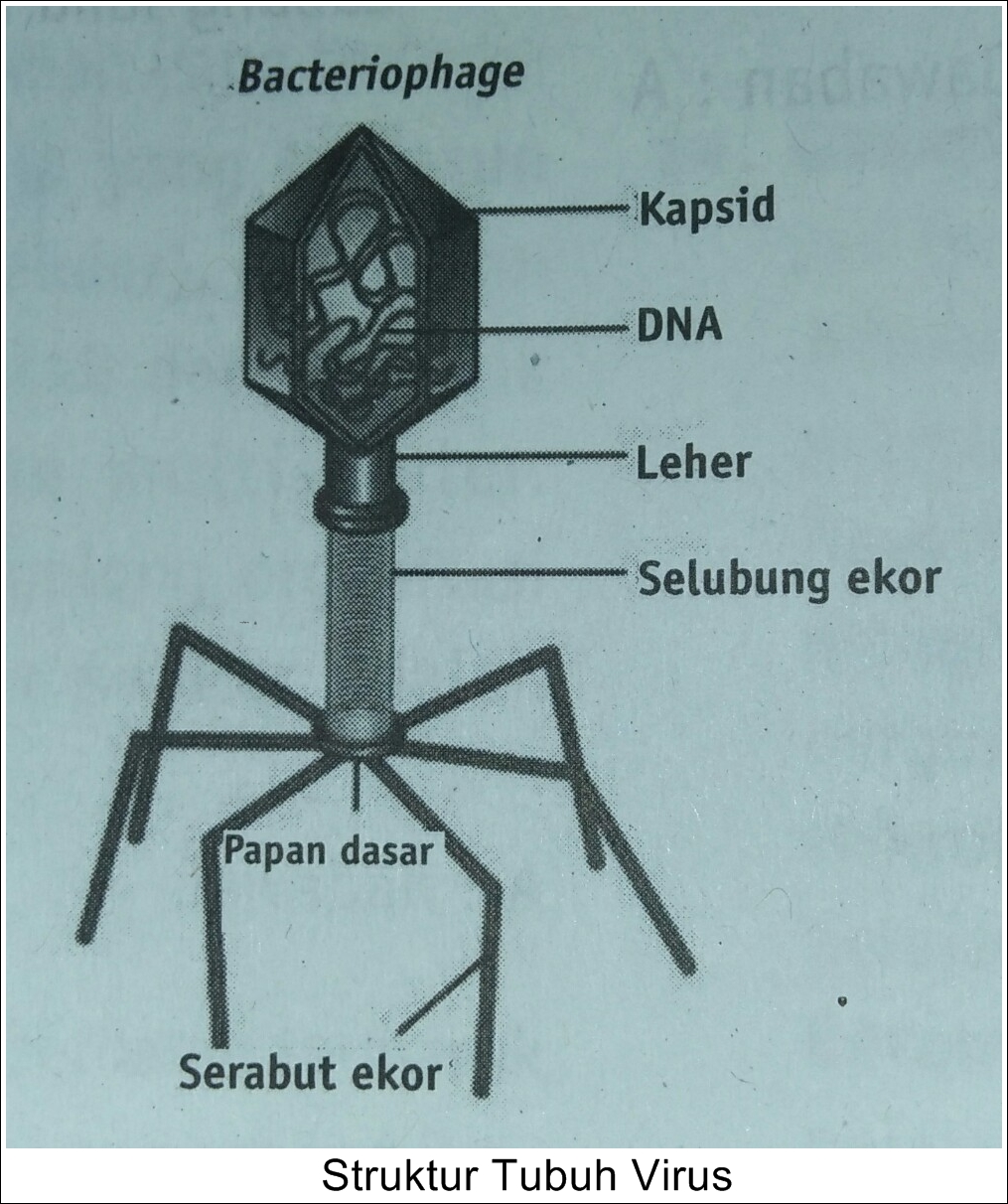 Rangkuman Materi Virus (Karakteristik Viris, Perkembangan Virus ...