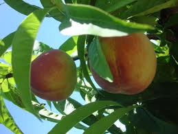 Floricultura Demetra