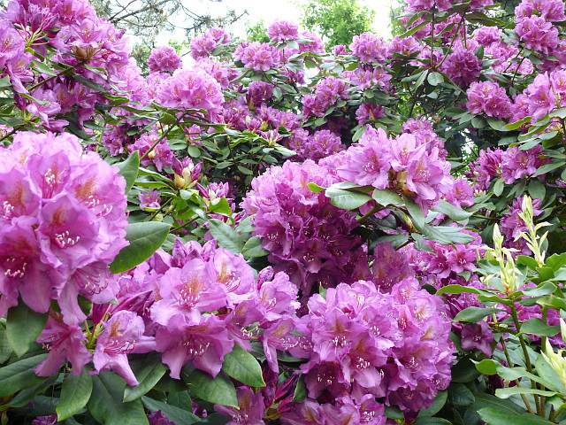 rododendrony i azalie: rododendrony - informacje ogólne