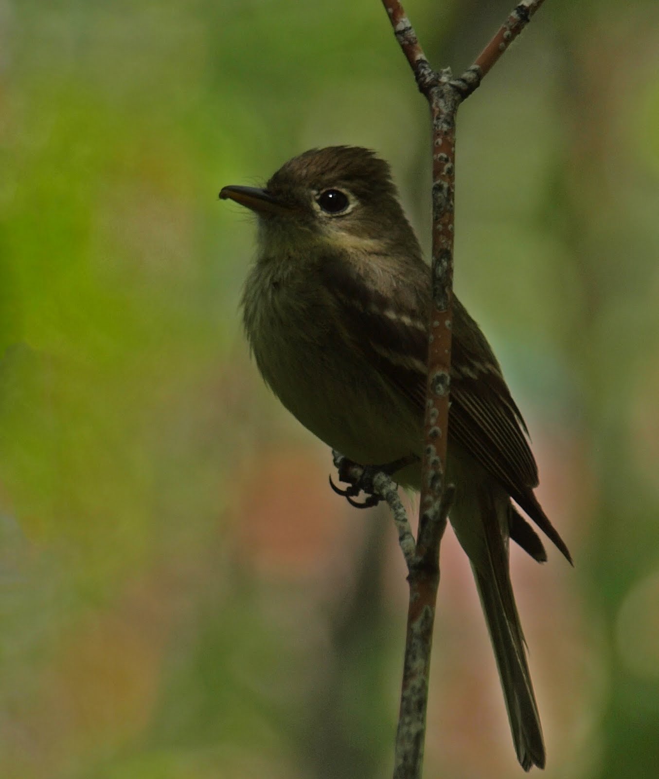 Birding Is Fun!: Cordilleran Flycatcher