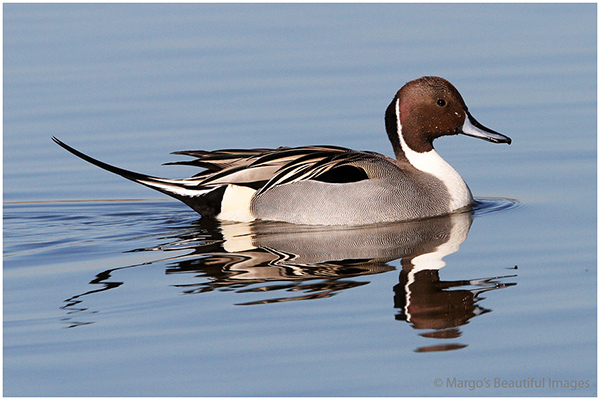 Hamparan Seni: Itik Mandarin