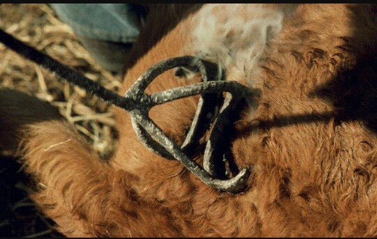 aprendiendo técnicamente: Marcado en bovinos.