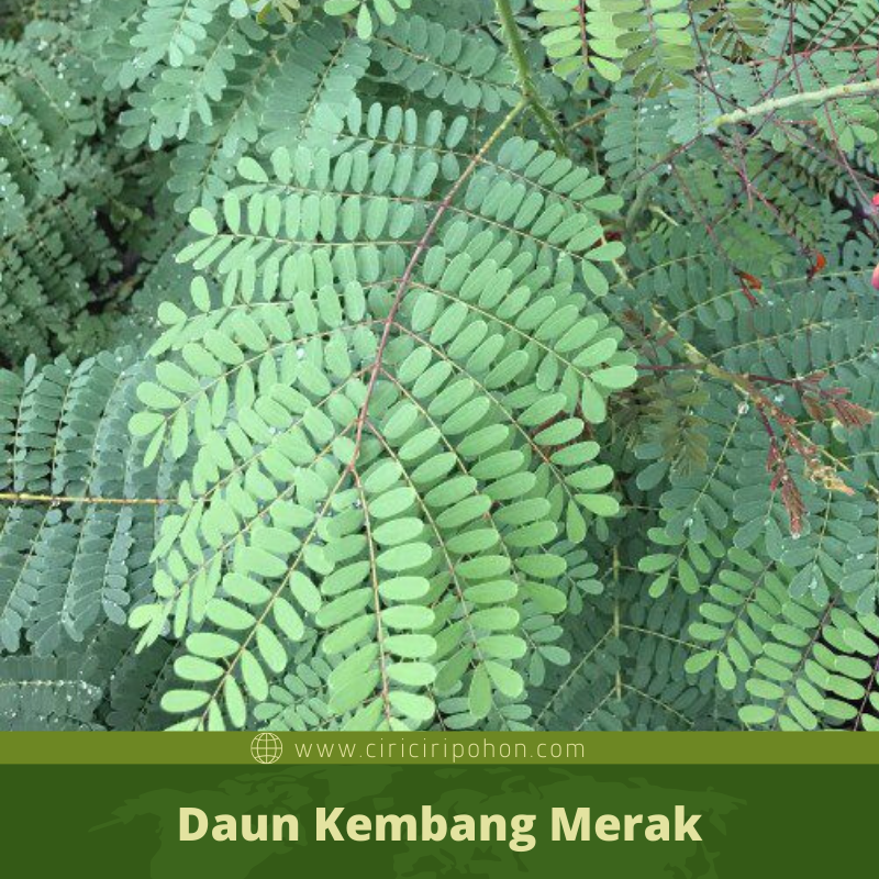 Ciri Ciri Pohon Kembang Merak (Caesalpinia pulcherrima) Di Alam Liar ...