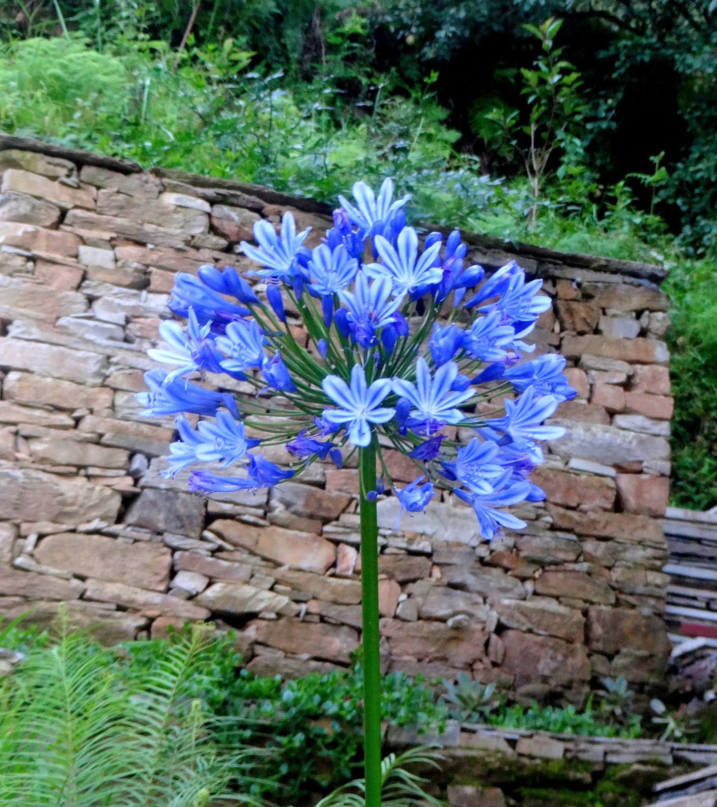 Apple Jelly (Vegan) | Ambrosia