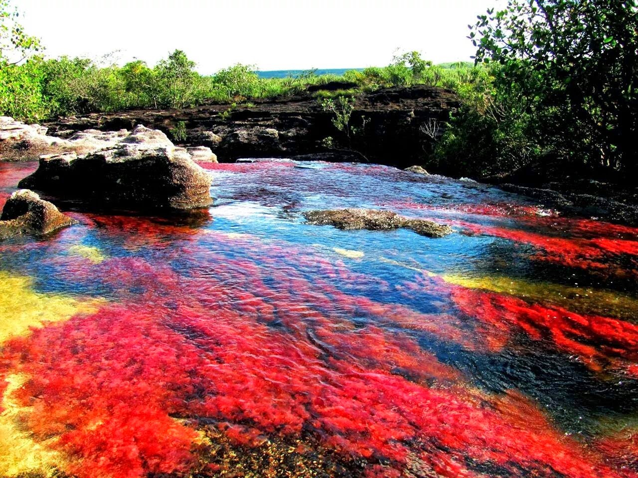 Amazing place: Caño Cristales, A five color river in Colombia