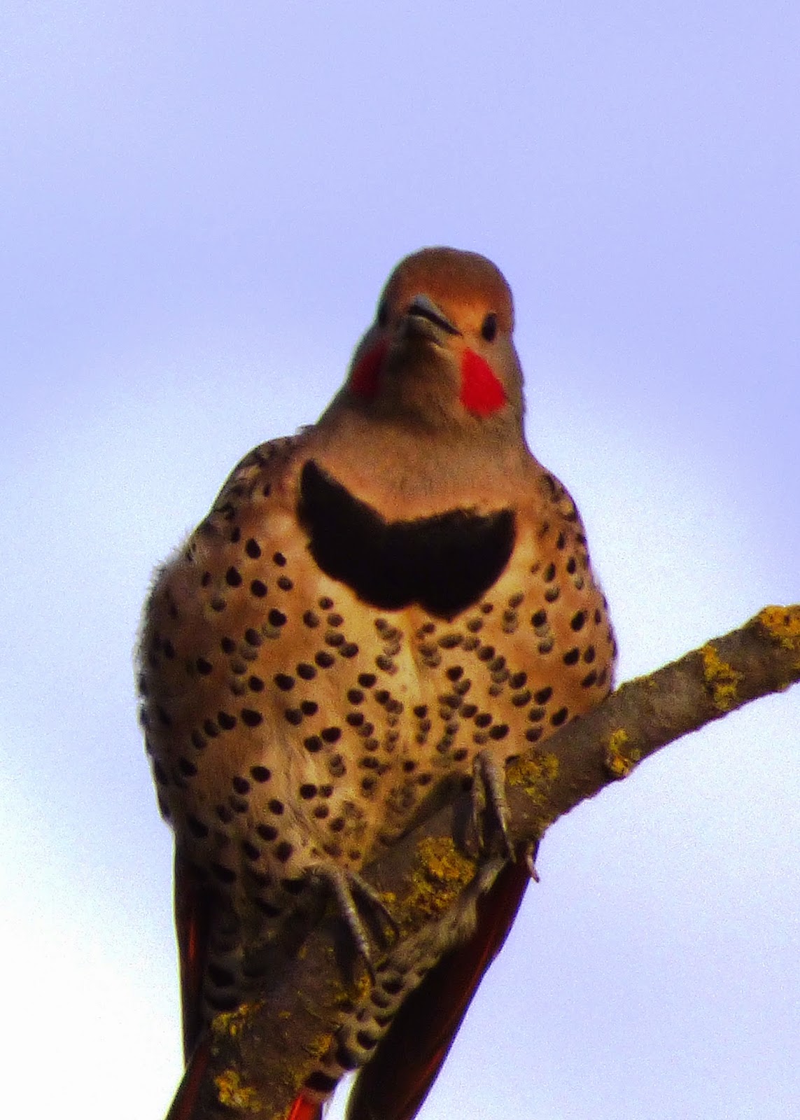 Geotripper's California Birds: Northern Flicker on the Tuolumne River ...
