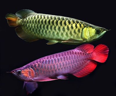 Buy Arapaima Arowana Fish