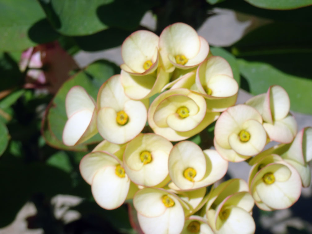 More Golden Years: Tico - Part 2