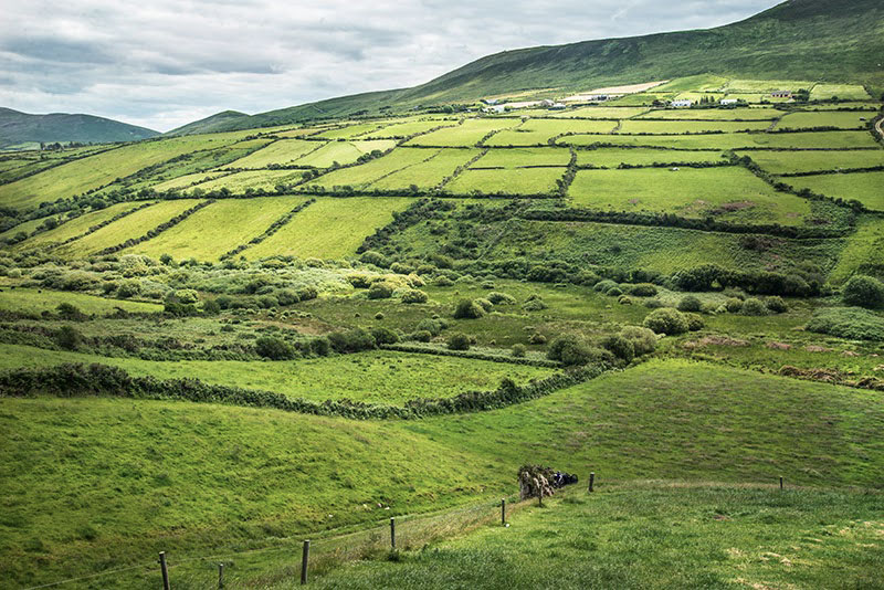 Rugged Ireland - WILD GREENS & SARDINES