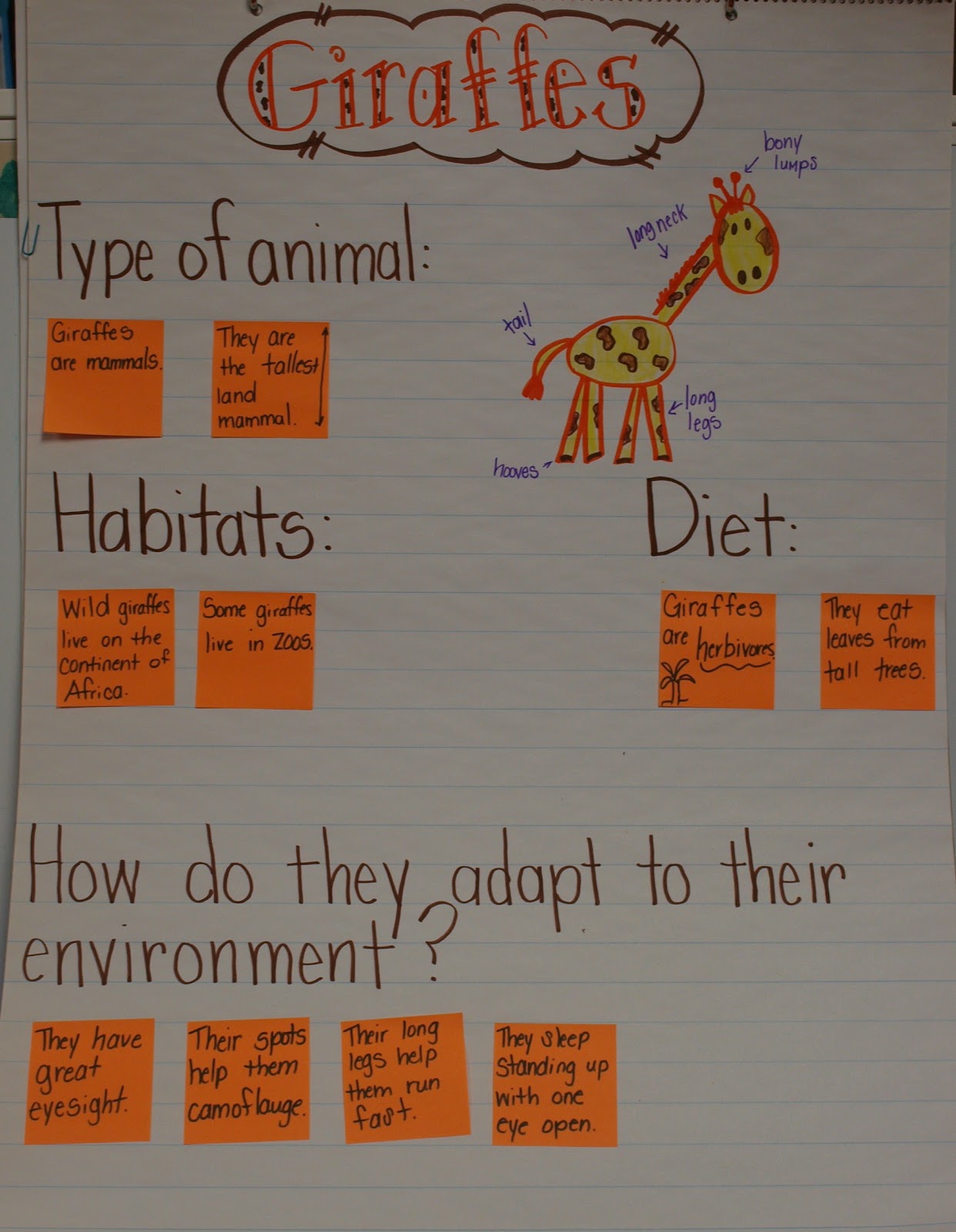 Zoo unit Day 1 Giraffes - Mrs. Jump's Class