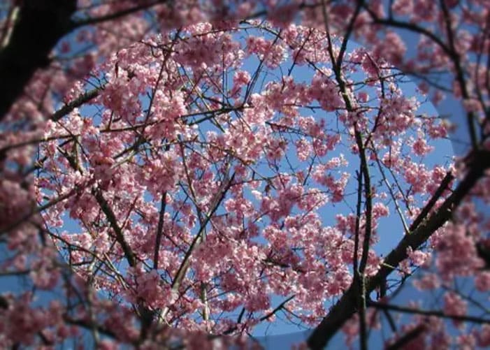 Manfaat Bunga Sakura dan Keharuman yang Memikat - Kangagos