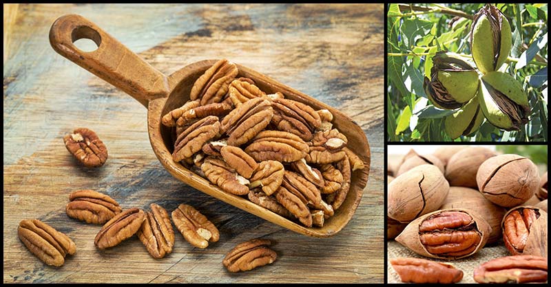 The Ability of Pecans To Help In The Fight Against Prostate And Breast ...