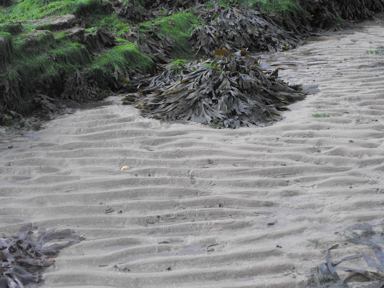 Largo Baywatch: Tidal Sand Ripples